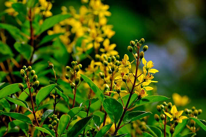 100+ Free Golden Shower & Fireworks Images - Pixabay