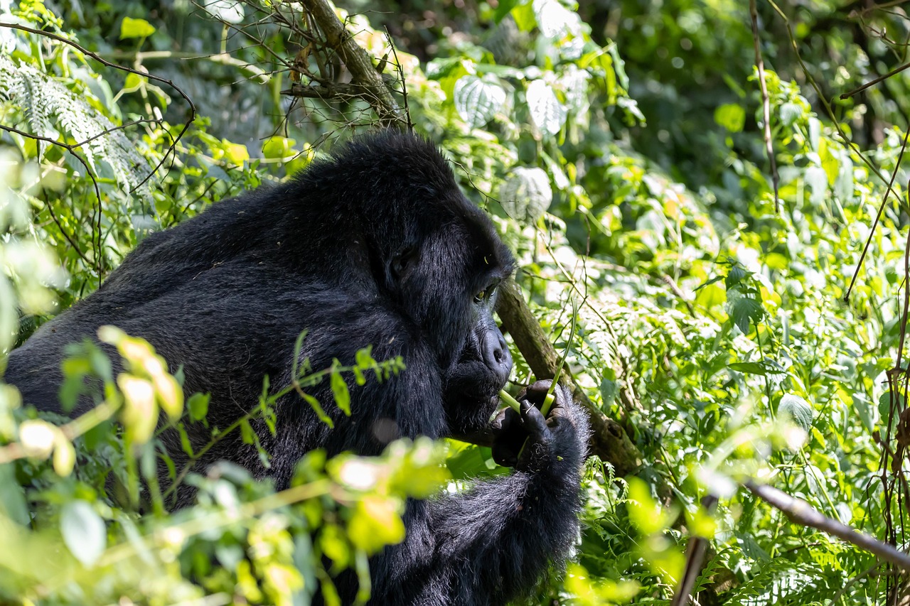 40,000+ Free Cartoon Gorilla & Gorilla Images - Pixabay