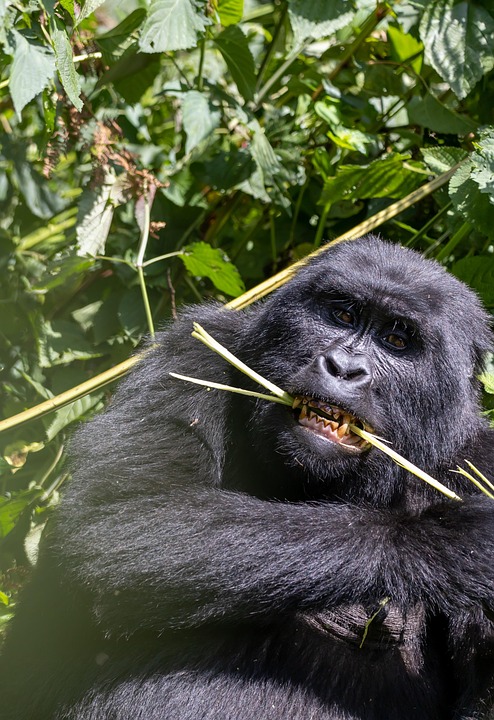 Gorilla Animal Jungle - Free photo on Pixabay