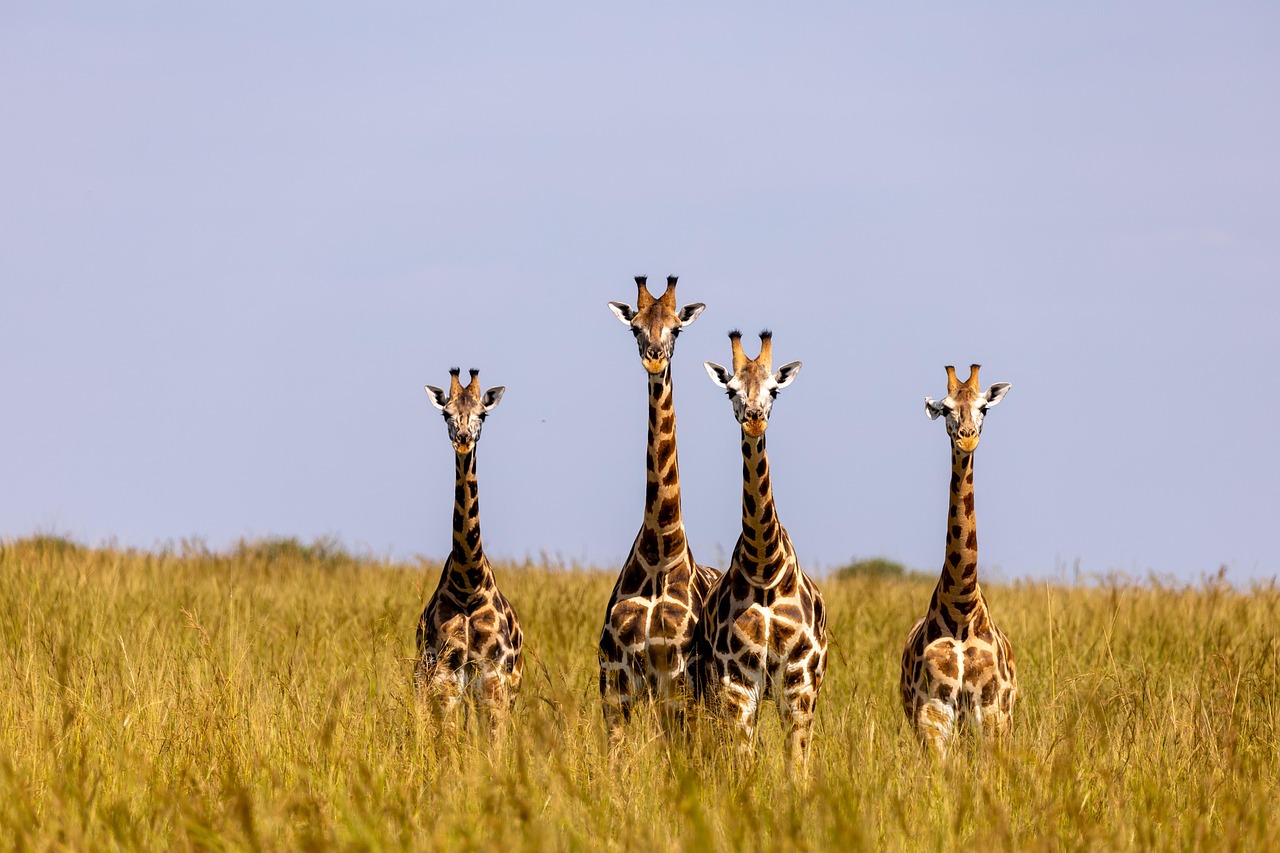 Giraffes Animals Safari - Free photo on Pixabay - Pixabay