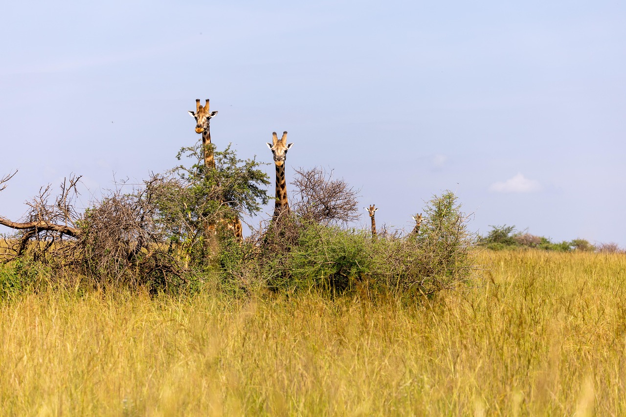 Giraffes Animals Safari - Free photo on Pixabay