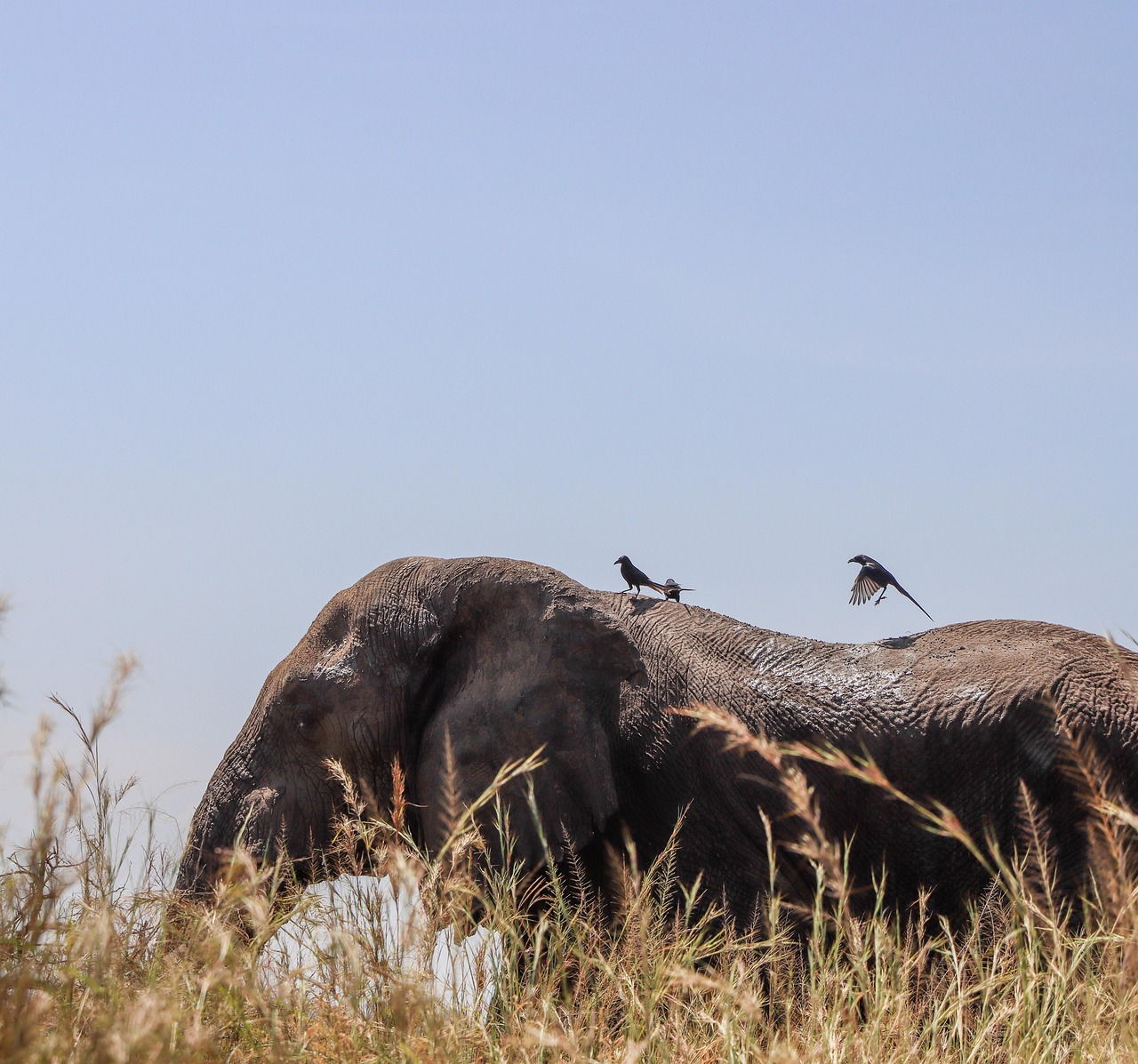 Elephant Birds Symbiosis National - Free photo on Pixabay