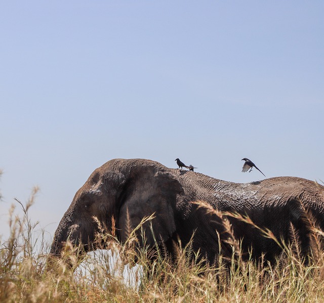 Elephant Birds Symbiosis National - Free photo on Pixabay