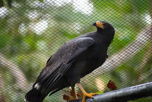 Bird Mangrove Black Hawk - Free photo on Pixabay