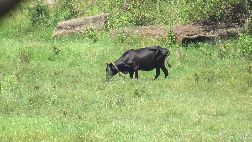 Cow Grazing Black - Free photo on Pixabay - Pixabay