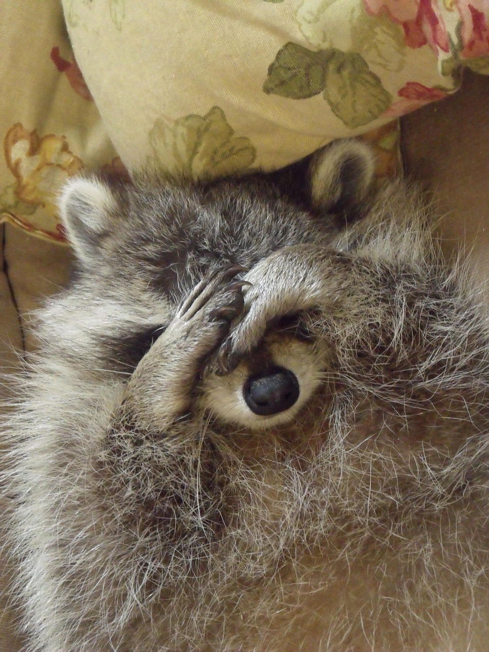 Raton Laveur Dormir Mammifère - Photo gratuite sur Pixabay - Pixabay