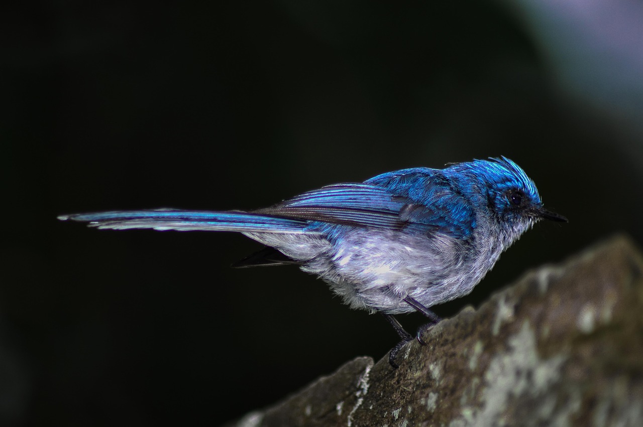 Pájaro Pico Plumas - Foto gratis en Pixabay - Pixabay