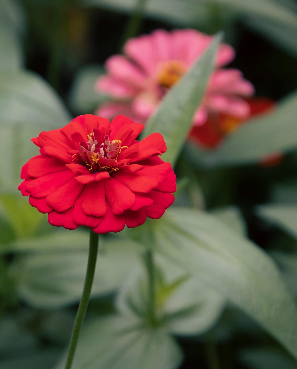 Zinnia Flor Roja - Foto gratis en Pixabay - Pixabay