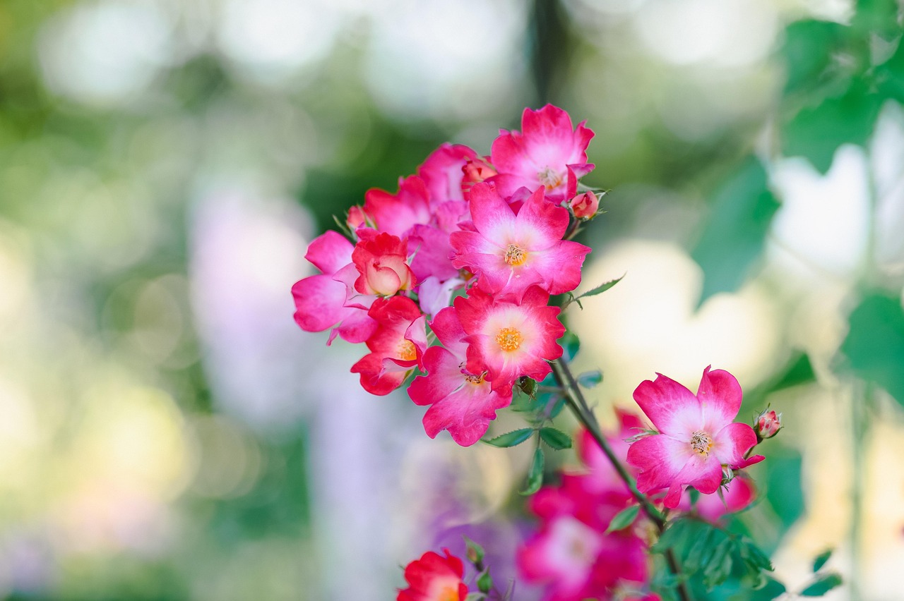Flowers Spring Rose - Free photo on Pixabay