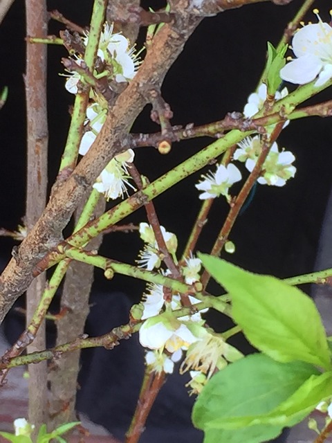 Plum Flower Spring Tet Holiday - Free photo on Pixabay - Pixabay