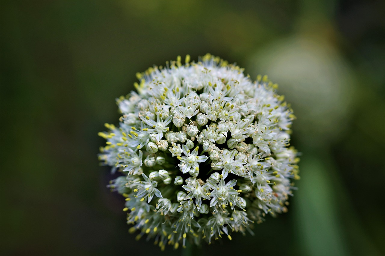 Flower Bloom Blossom - Free photo on Pixabay - Pixabay