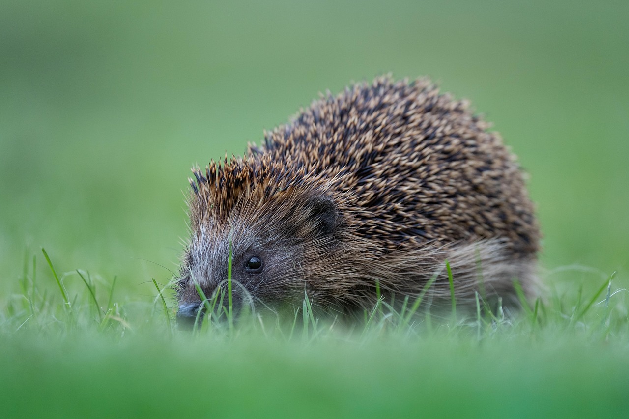 300 000 Immagini Animali Da Scaricare Gratis Pixabay 300 000 Immagini Animali Da Scaricare Gratis Pixabay