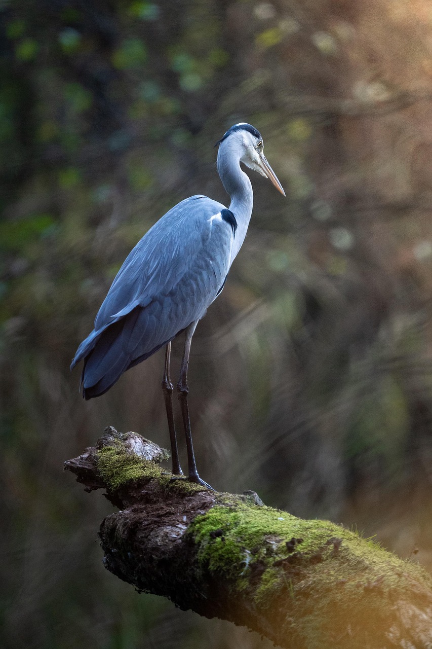 Heron Grey Bird Water - Free photo on Pixabay