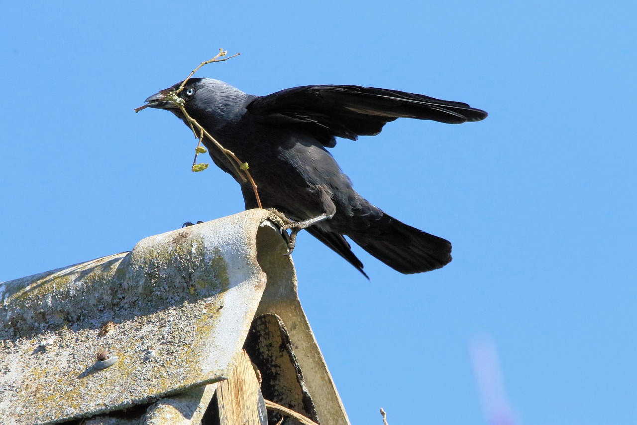 Vogel Dohle Daw - Kostenloses Foto auf Pixabay