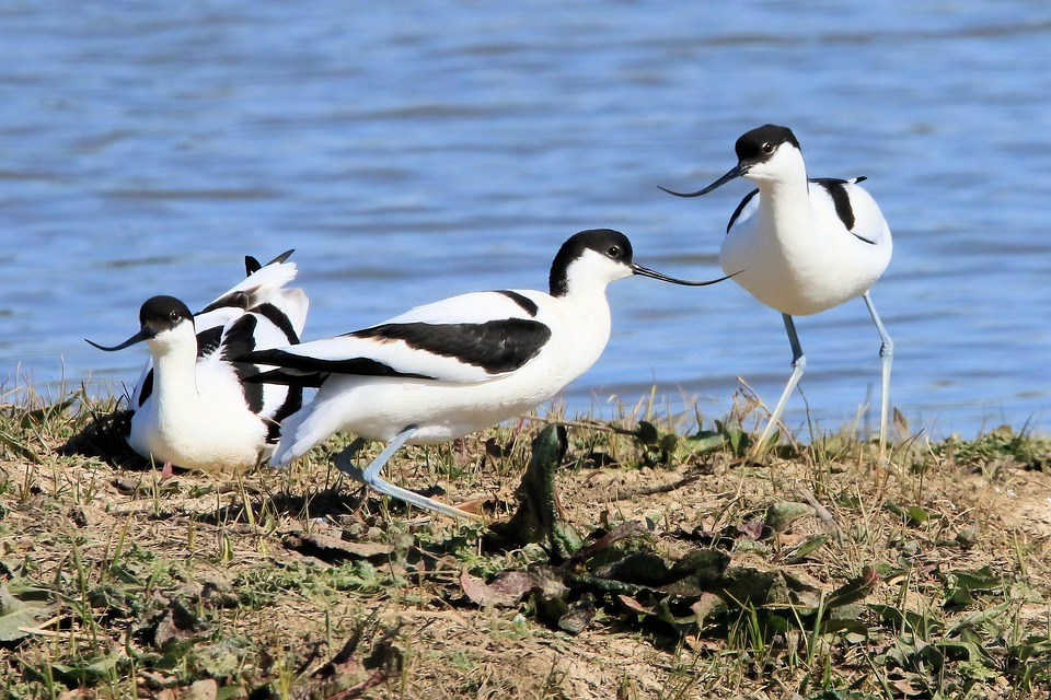 Bird Wader Wildlife - Free photo on Pixabay