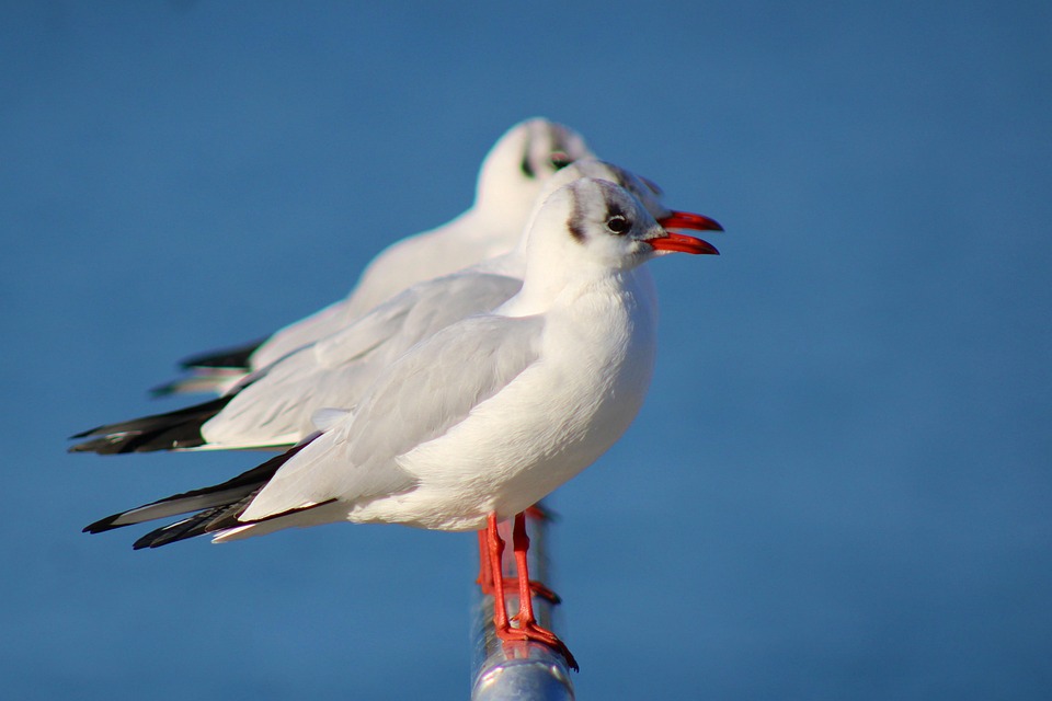 Måker Hav Dyr - Gratis foto på Pixabay
