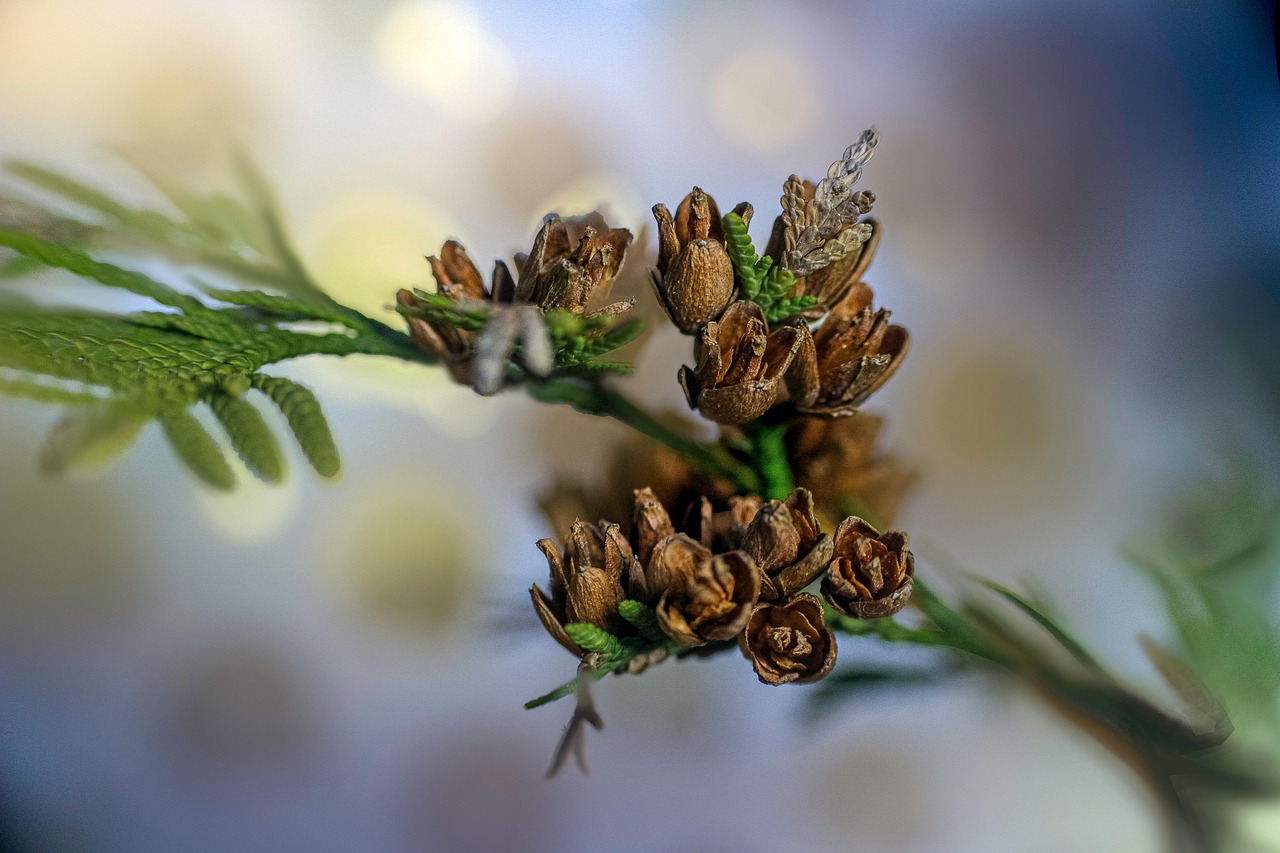 Sprig Cones Thuja - Free photo on Pixabay
