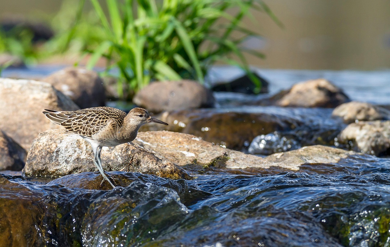 Naturaleza Animal Pájaro Ave - Foto gratis en Pixabay - Pixabay