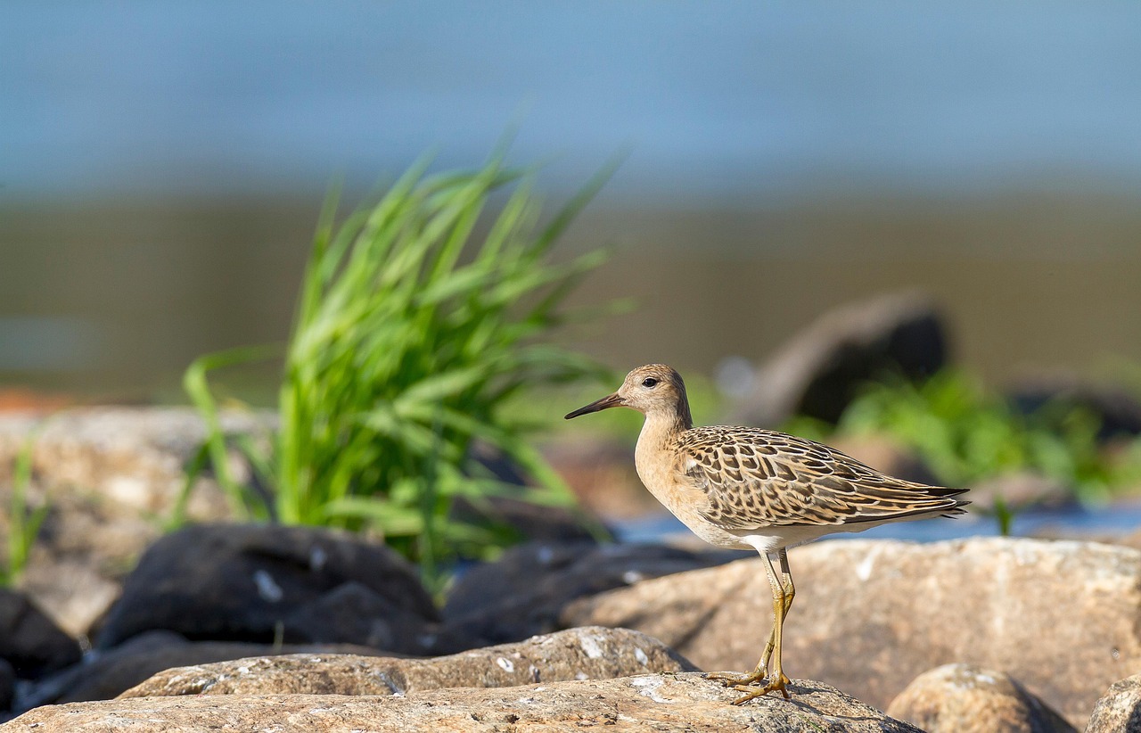 Naturaleza Animal Pájaro Ave - Foto gratis en Pixabay - Pixabay