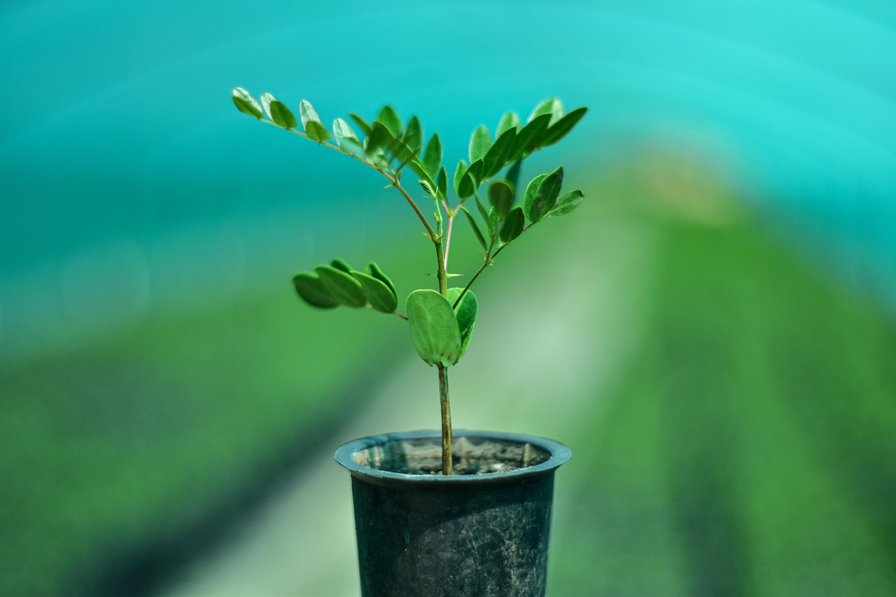 Cesarpinia Planta Vivero - Foto gratis en Pixabay