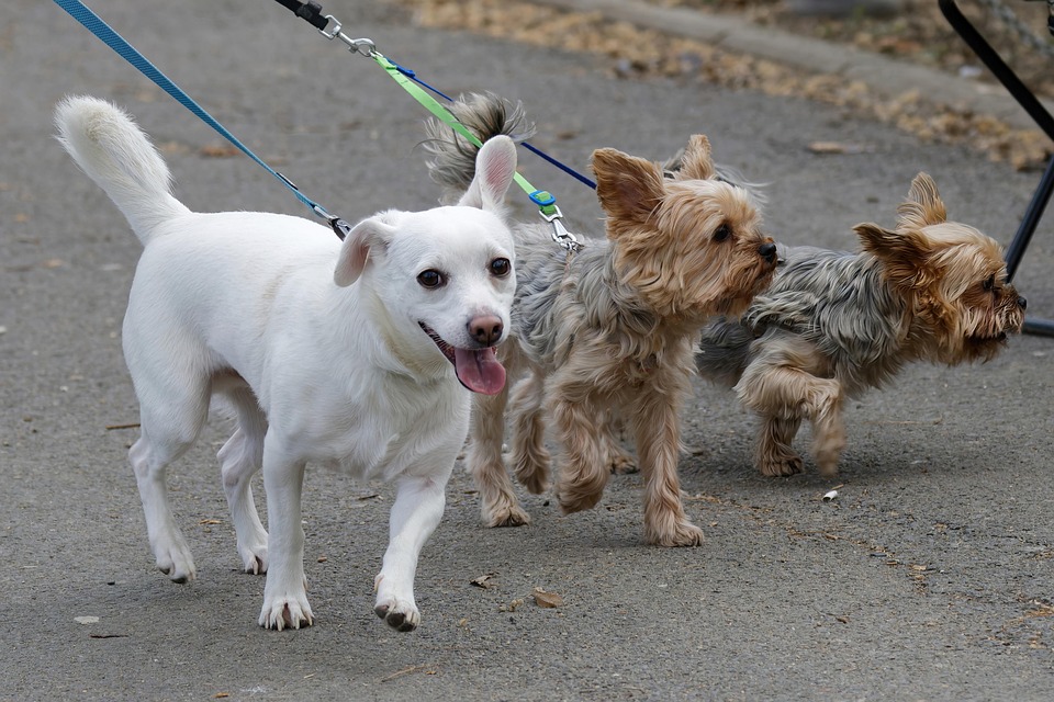 Dogs Canine Fur - Free photo on Pixabay - Pixabay