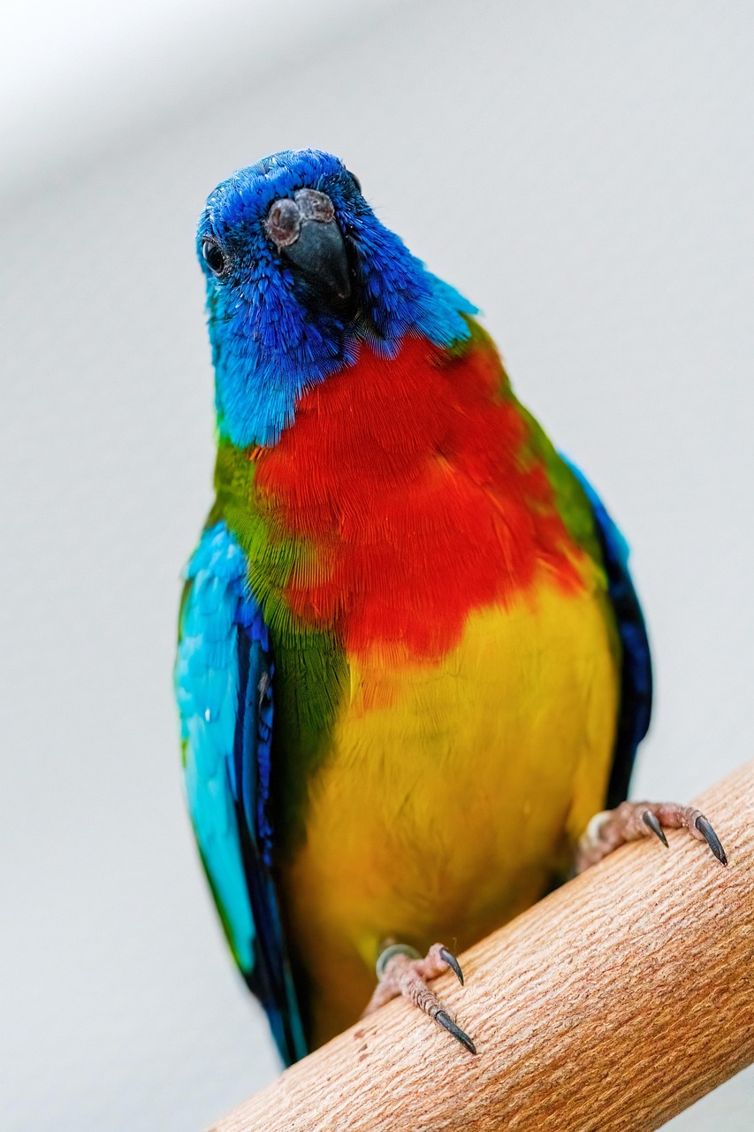 Scarlet Chested Parrot Bird - Free photo on Pixabay - Pixabay