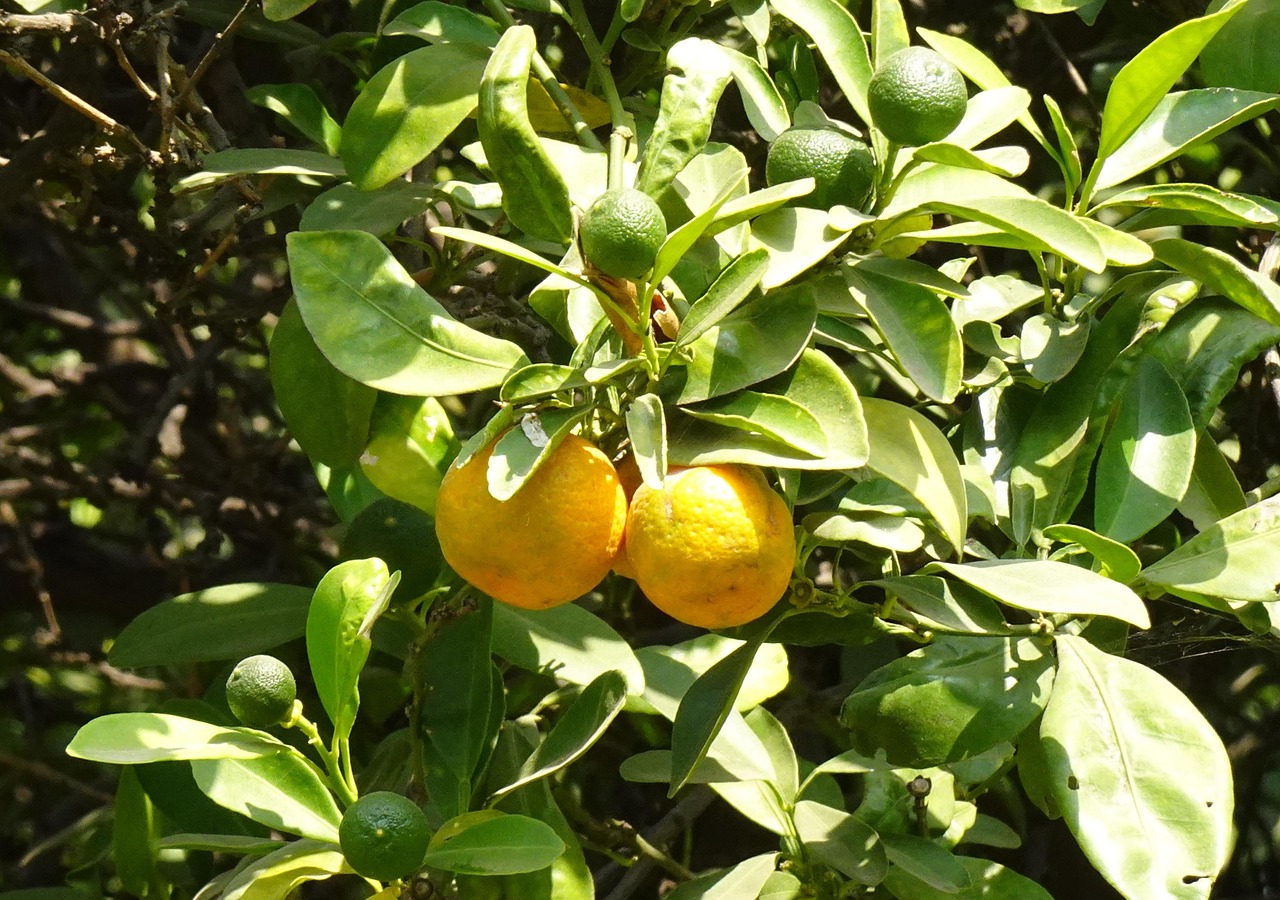 Orange Fruit Agrumes - Photo gratuite sur Pixabay - Pixabay