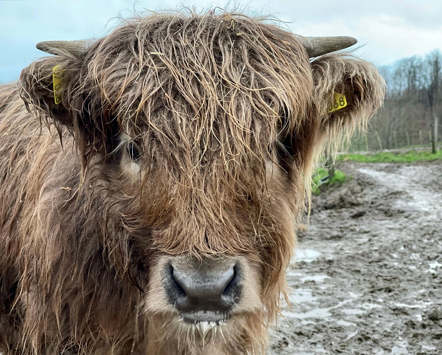 Highland Cattle Rain - Free photo on Pixabay