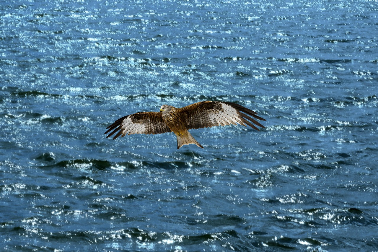200+ Free Red Kite & Raptor Photos - Pixabay