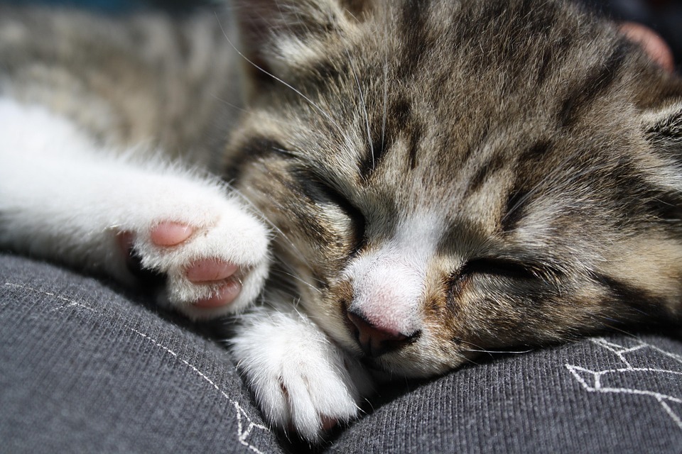 Cat Kitten Baby - Free photo on Pixabay - Pixabay