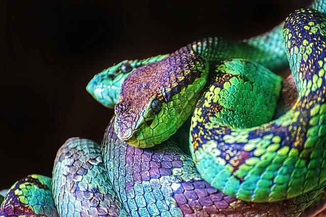 3,000+ Free Viper Snakes & Snake Images - Pixabay
