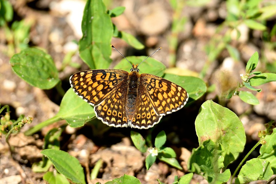 Insect Butterfly Entomology - Free photo on Pixabay