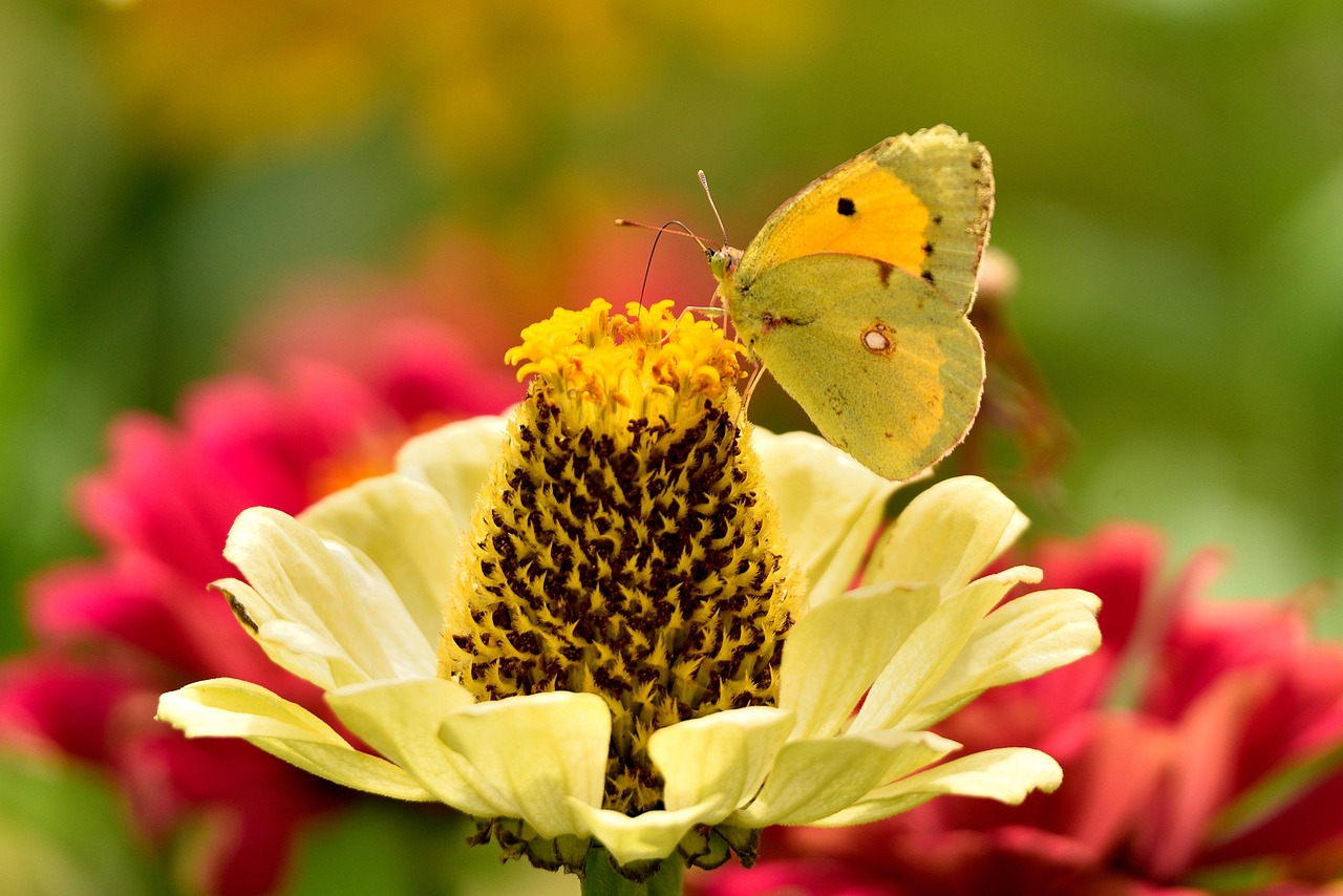 Butterfly Insect Flower - Free photo on Pixabay - Pixabay