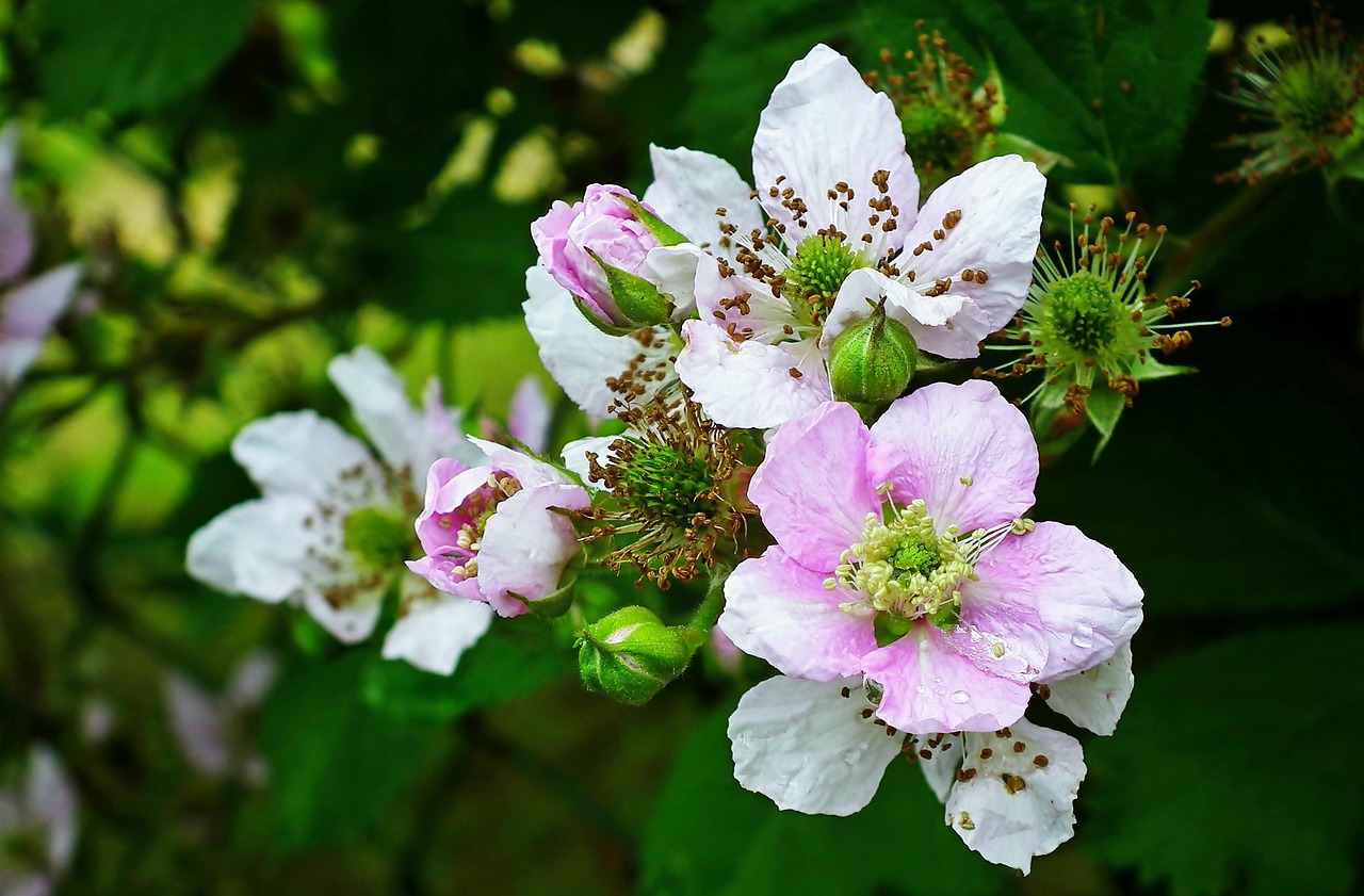 Mora Arbusto Sin Espinas - Foto gratis en Pixabay - Pixabay