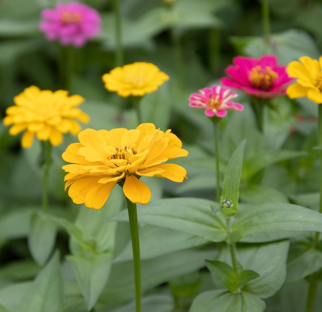 Zinnia Fleur Plantes - Photo gratuite sur Pixabay - Pixabay