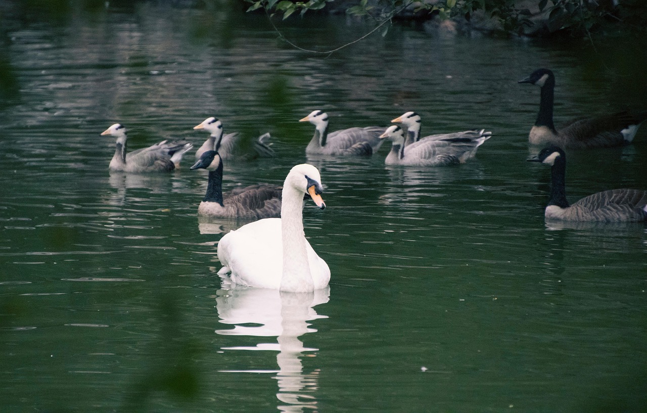 Swan Bar-Headed Geese Lake Canada - Free photo on Pixabay - Pixabay