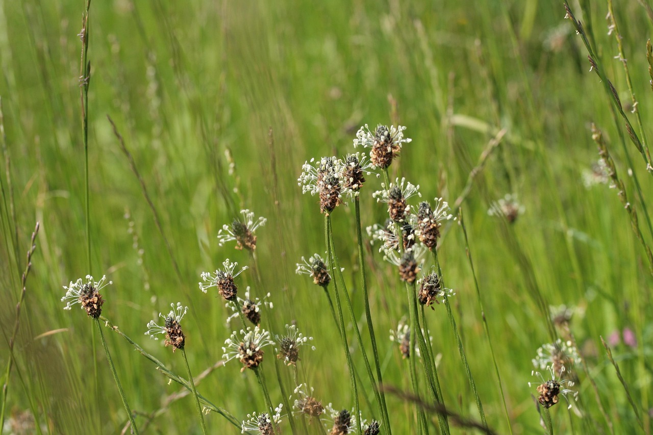 Prairie Banane Plantain Fleurs - Photo gratuite sur Pixabay - Pixabay