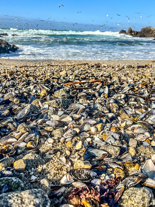 Mossel Californië - Gratis foto op Pixabay - Pixabay