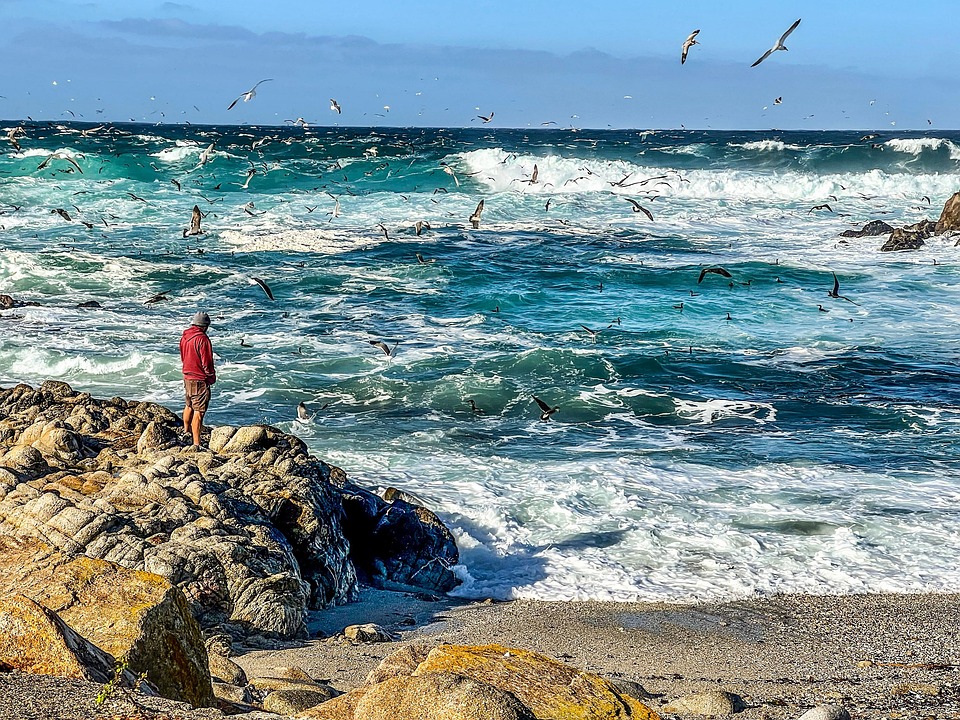 Ocean Bird - Free photo on Pixabay