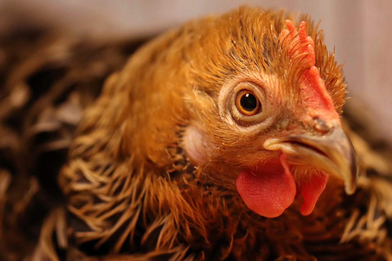 Pollo Gallina Aves De Corral - Foto gratis en Pixabay - Pixabay