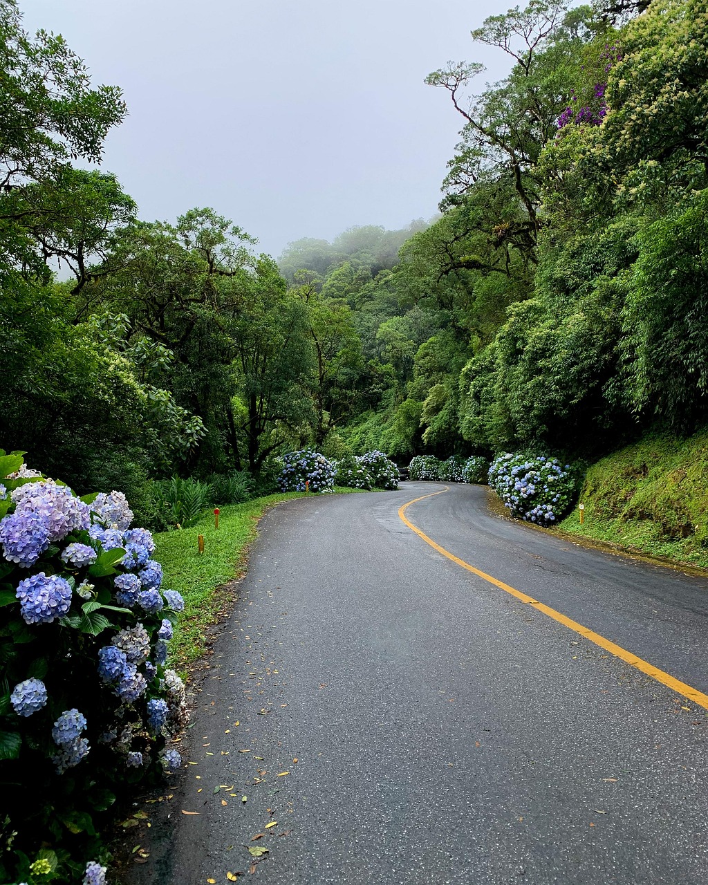 Flowers Road Path - Free photo on Pixabay - Pixabay
