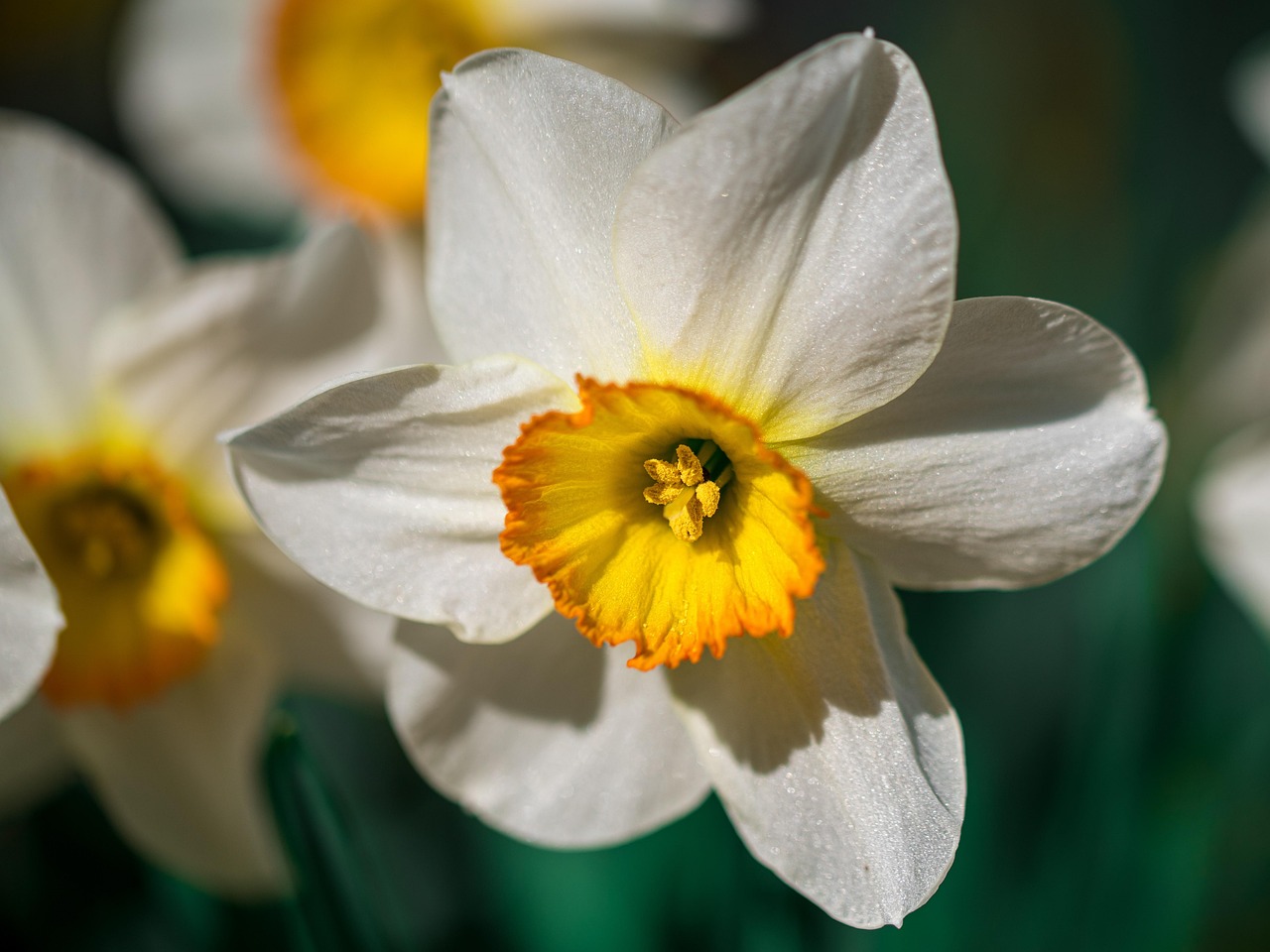 Narcisse Fleur Botanique - Photo gratuite sur Pixabay - Pixabay