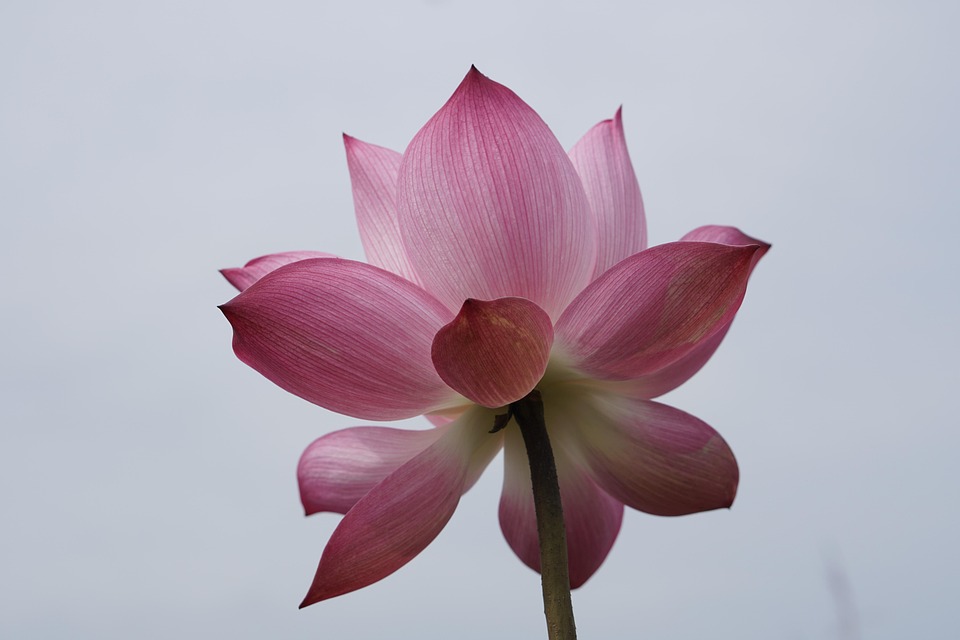 Lotus Flower Sky - Free photo on Pixabay