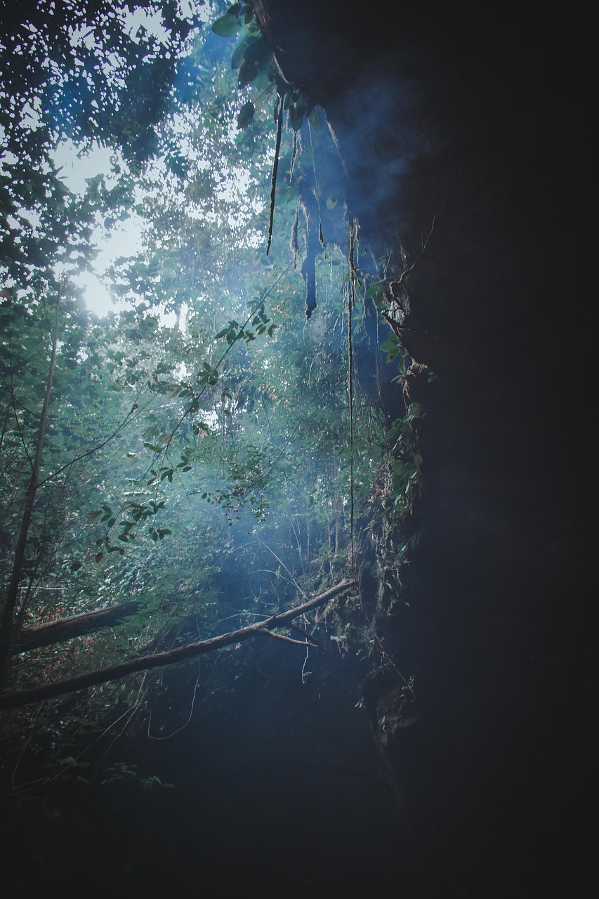 Selva Fotografía Naturaleza - Foto gratis en Pixabay - Pixabay