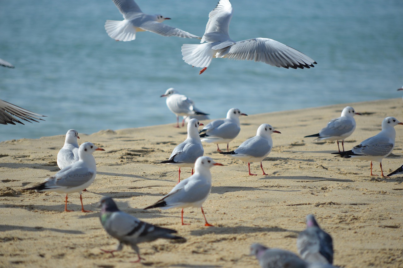 Mouettes Vol Troupeau Oiseaux En - Photo gratuite sur Pixabay - Pixabay
