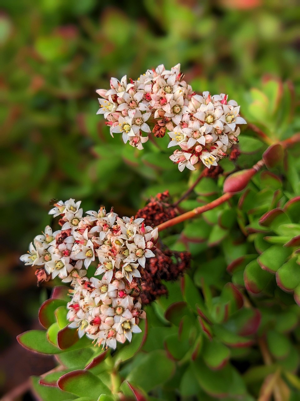 Flowers Plant Nature Flower - Free photo on Pixabay - Pixabay