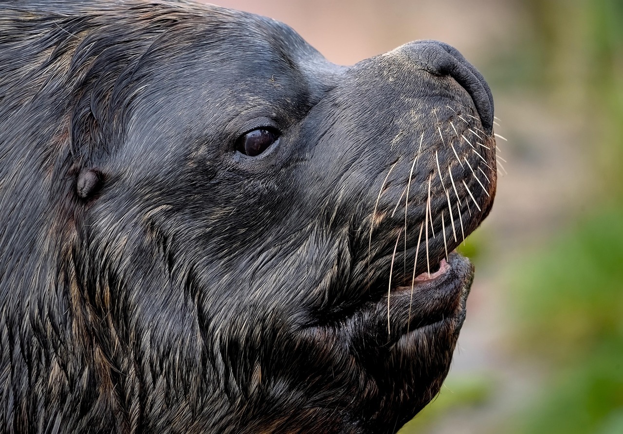 100,000+ Free Sea-Lions & Sea Lion Photos - Pixabay