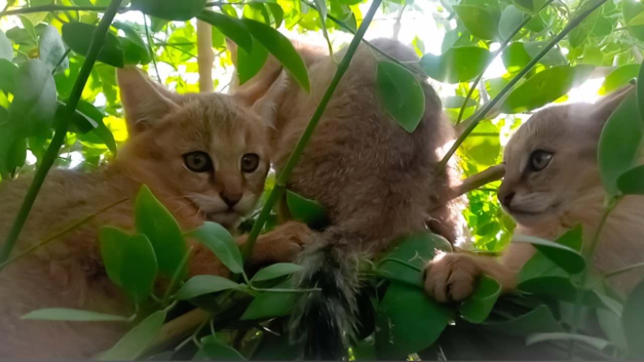 Beautiful Cats Cat Pet - Free photo on Pixabay - Pixabay