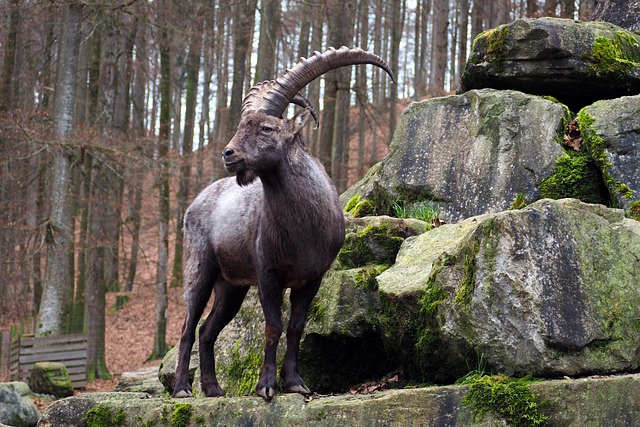 Íbice Alpino Animal Bosque Fauna - Foto gratis en Pixabay