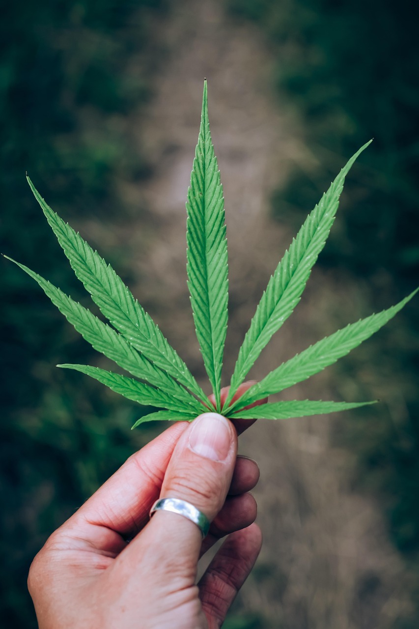 Weed Leaf Wallpapers Free 7143